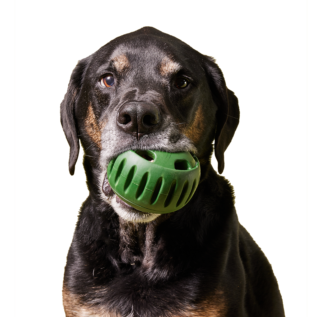 Woof – Pretty Good Boy