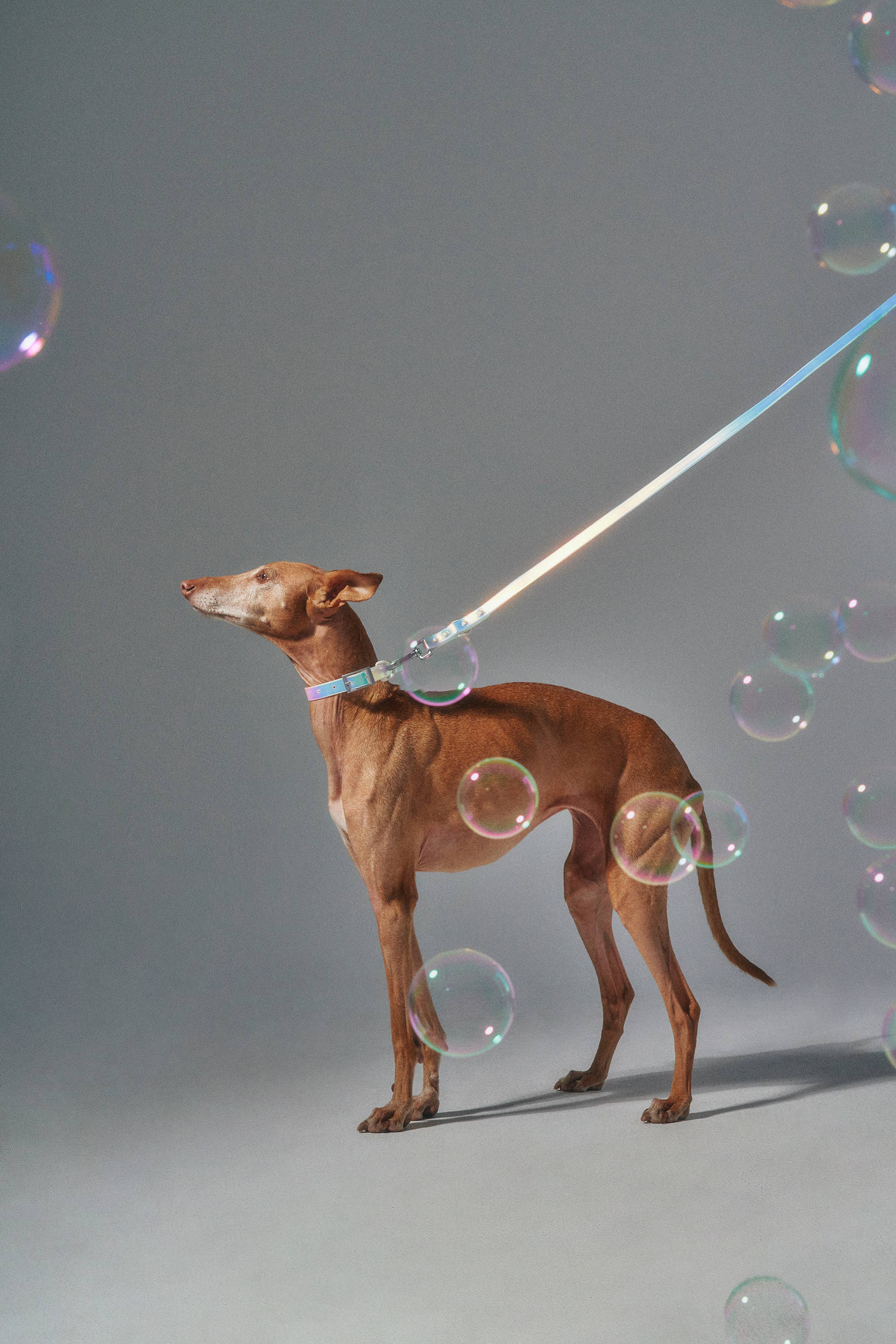 LEASHES – Pretty Good Boy
